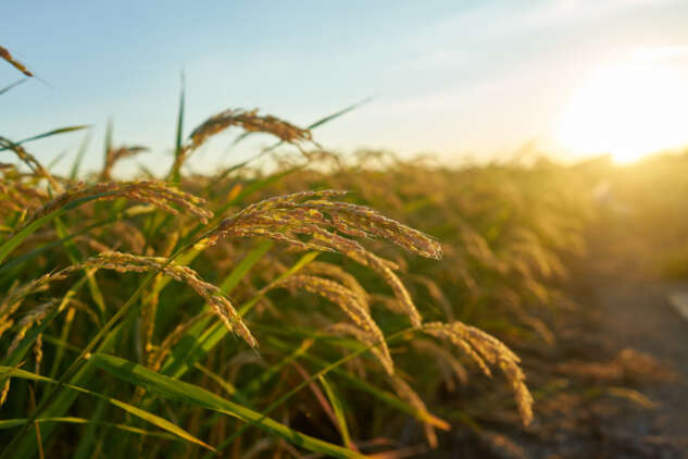 Best Managed Farmland Near Bangalore | Sangam Farms Thally